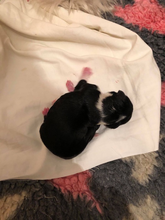 Litter C :: Zestodulek